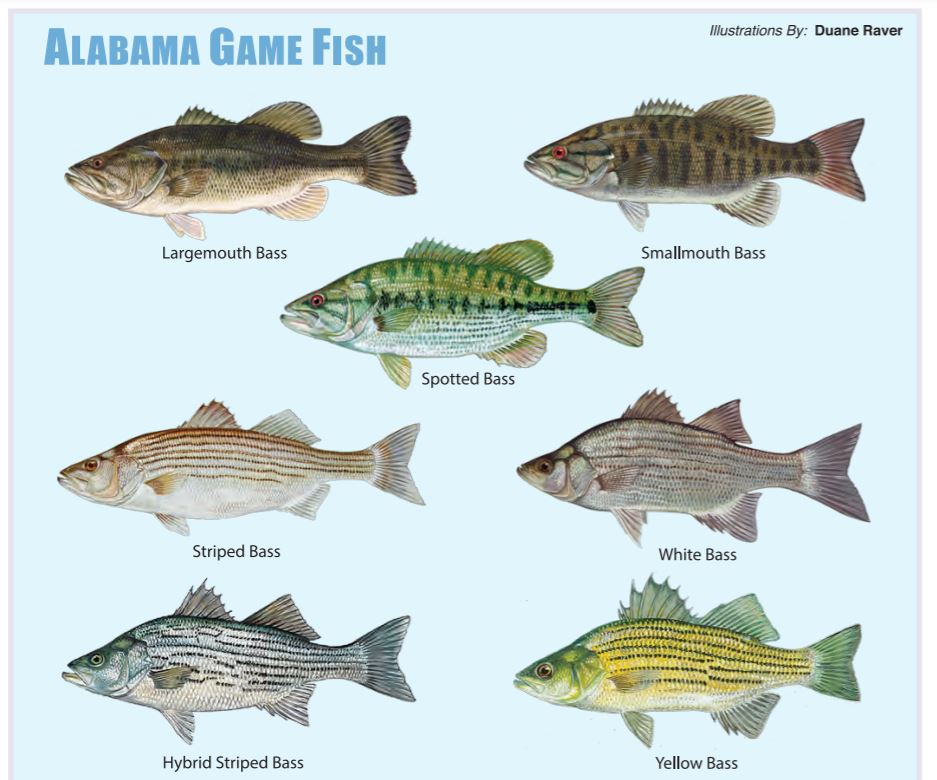 Alabama Bass Fishing 101 Fish Alabama Alabama Bass Trail